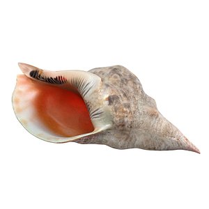 3D Conch Shell Models - Browse & Download Formats - TurboSquid