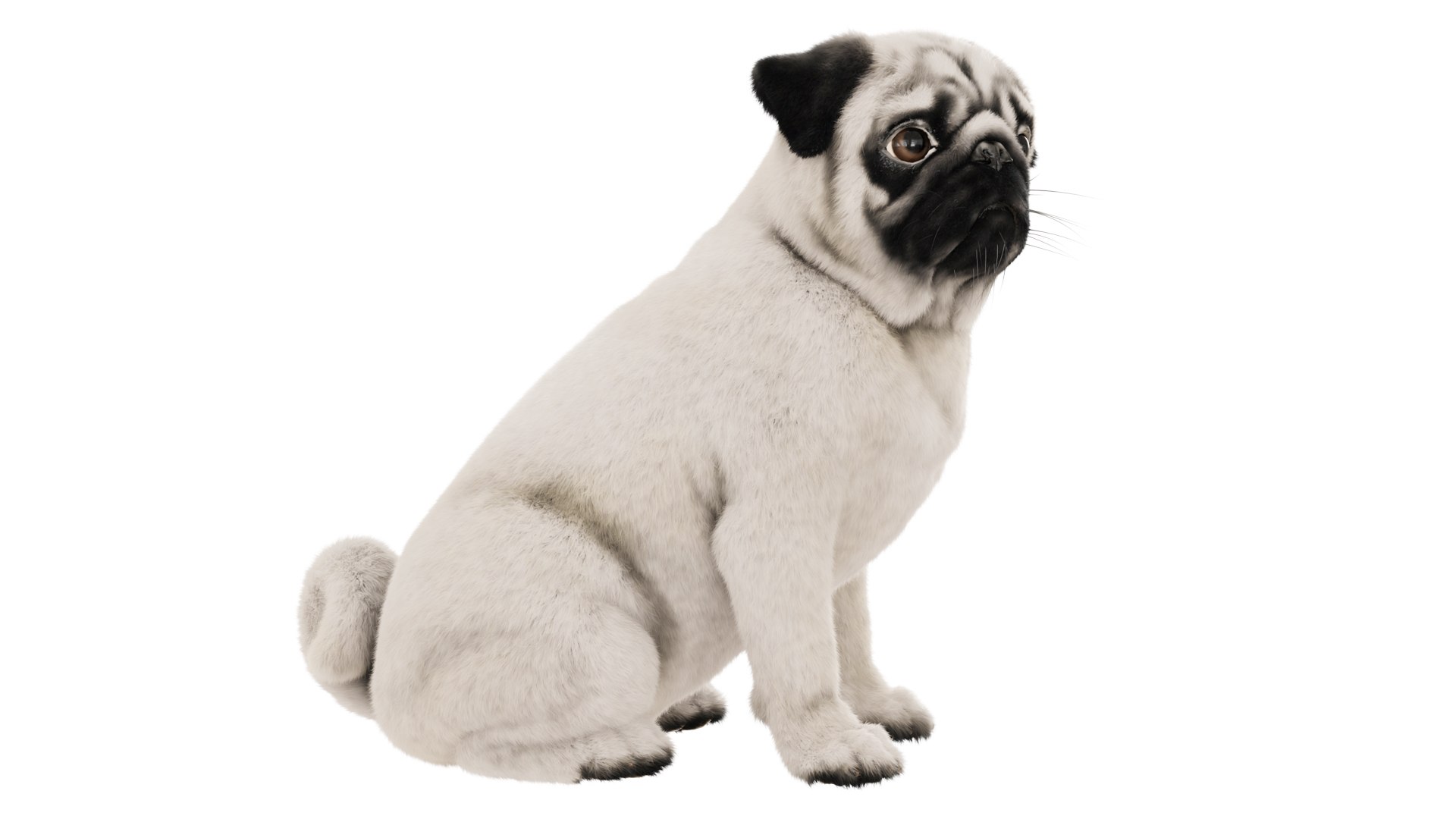Realistic Pug Dog 3D Model - TurboSquid 2276981