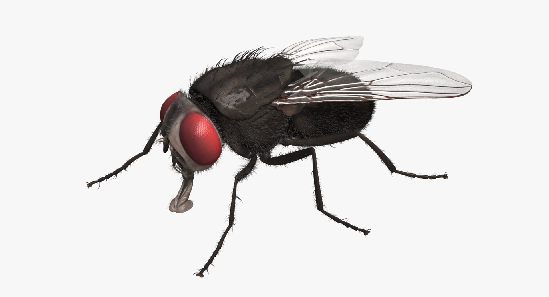 Ma Musca Domestica Black House Fly