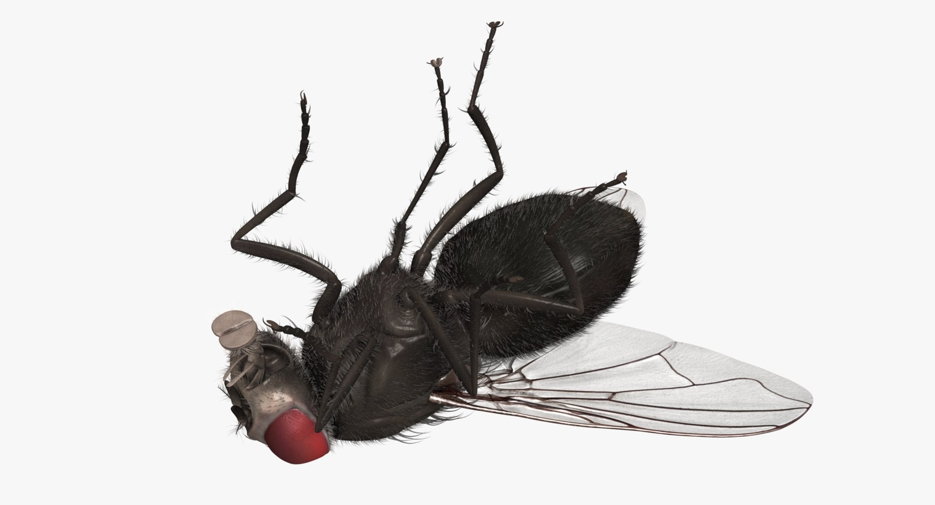 Ma Musca Domestica Black House Fly