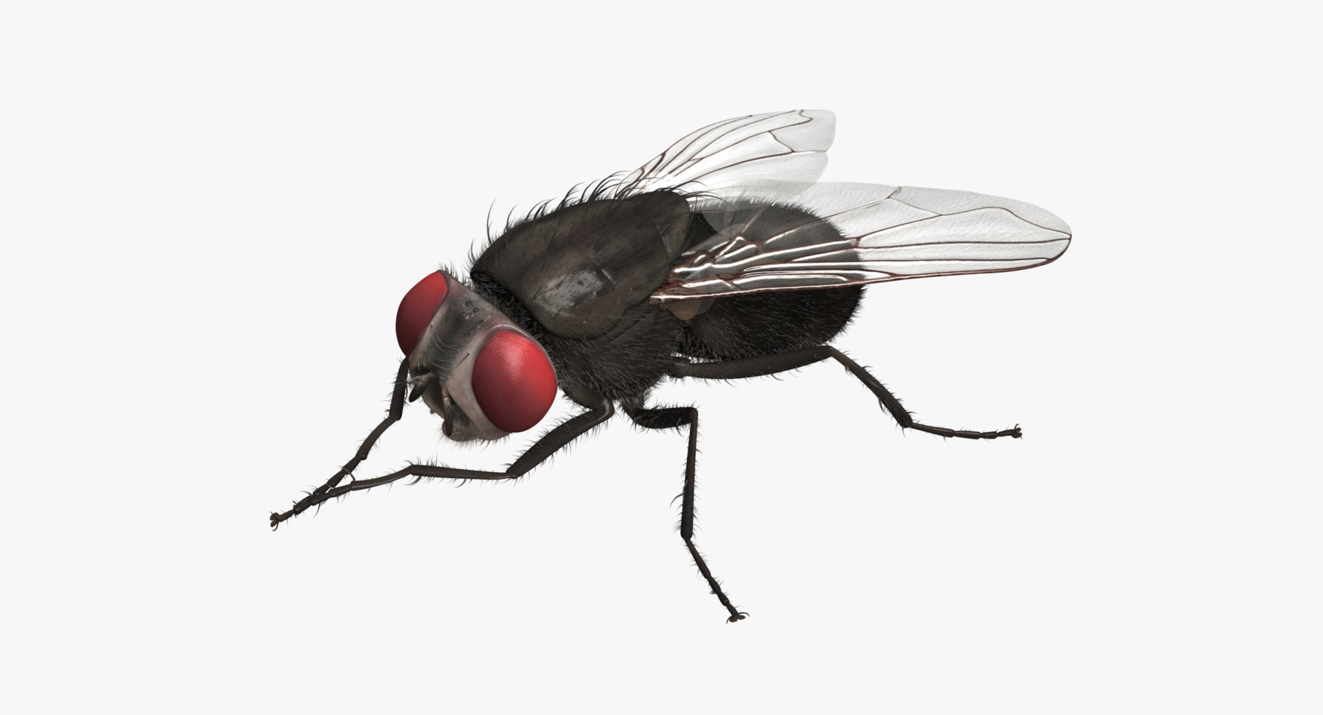 Ma Musca Domestica Black House Fly