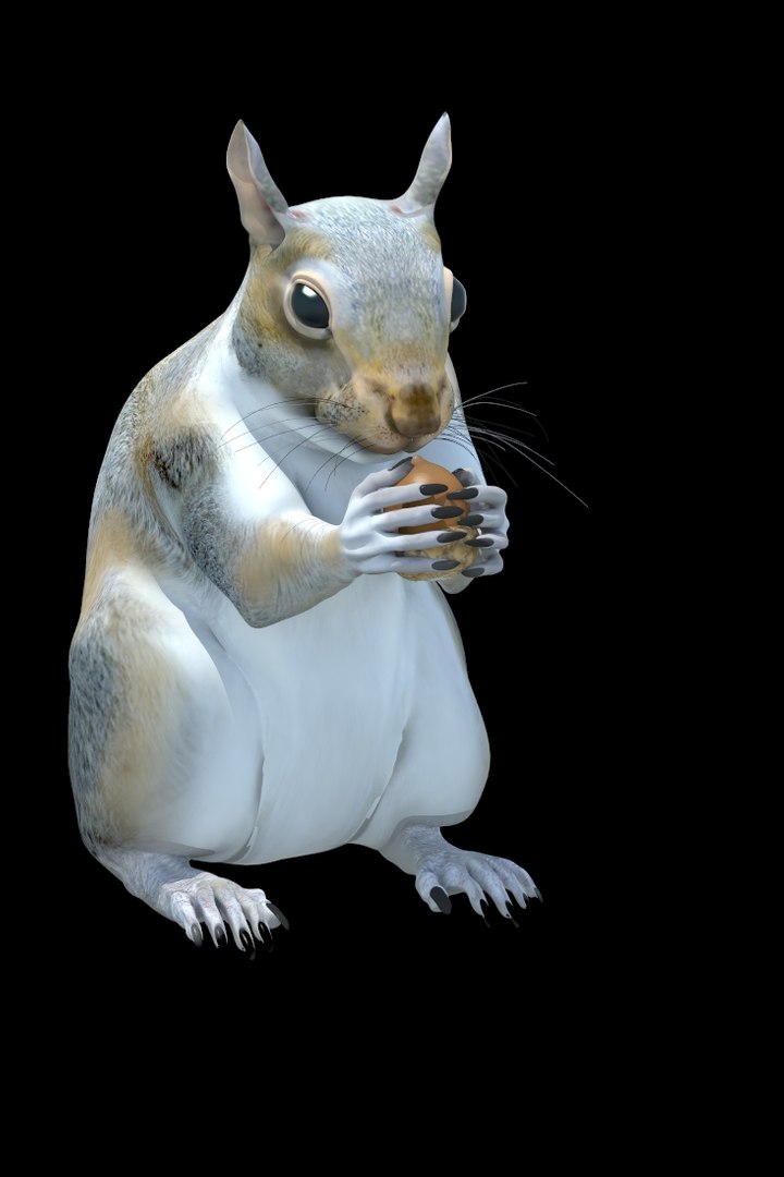 3d Squirrel Modelled Modo Model