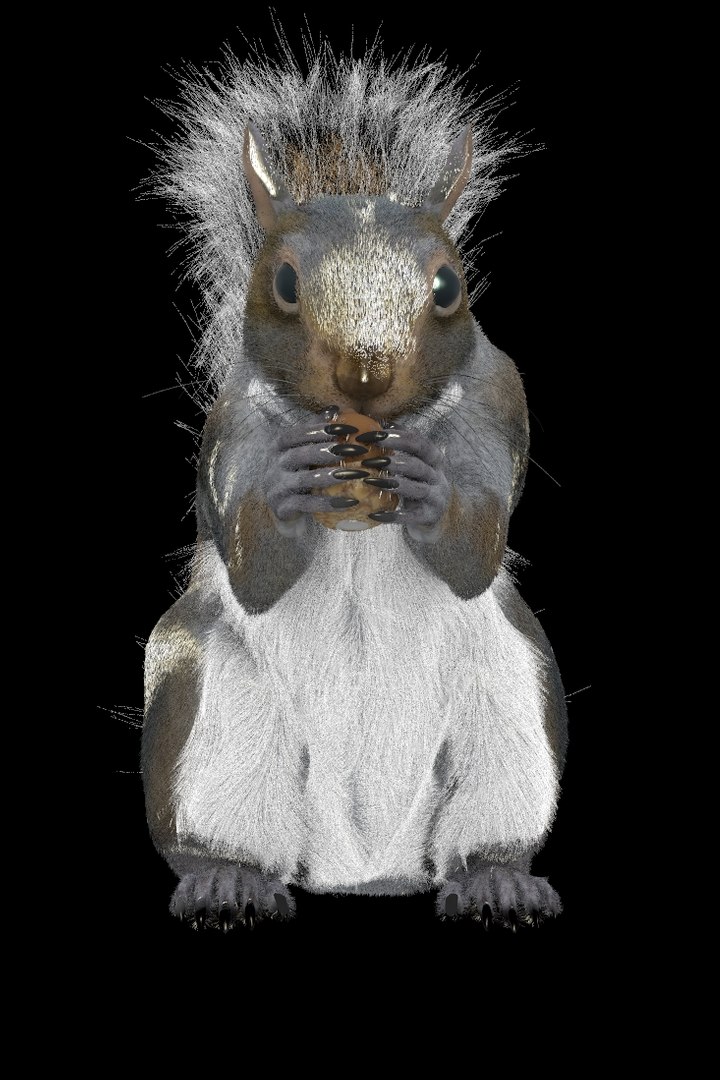 3d Squirrel Modelled Modo Model