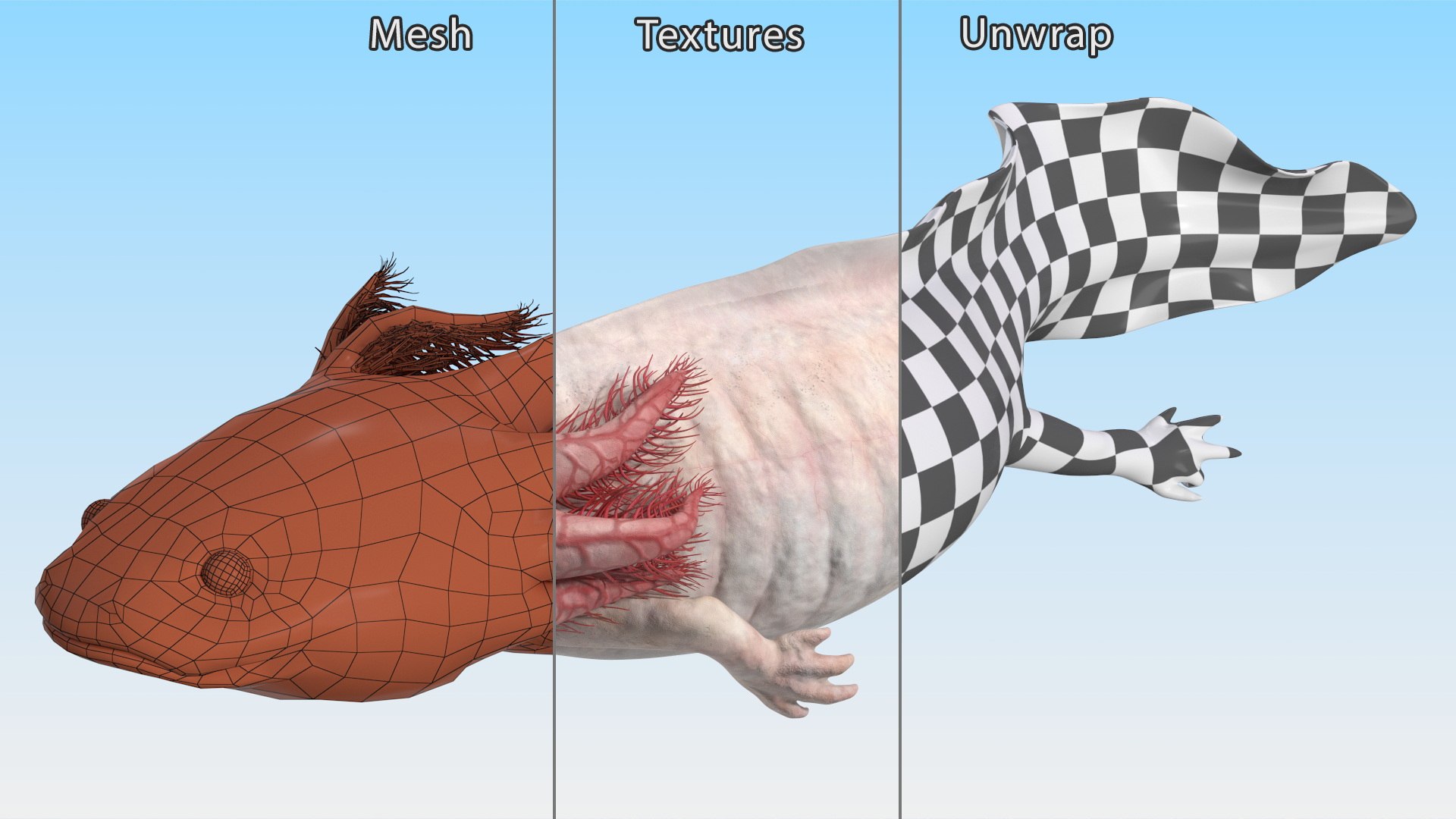 Pink Albino Axolotl 3D Model - TurboSquid 2210055