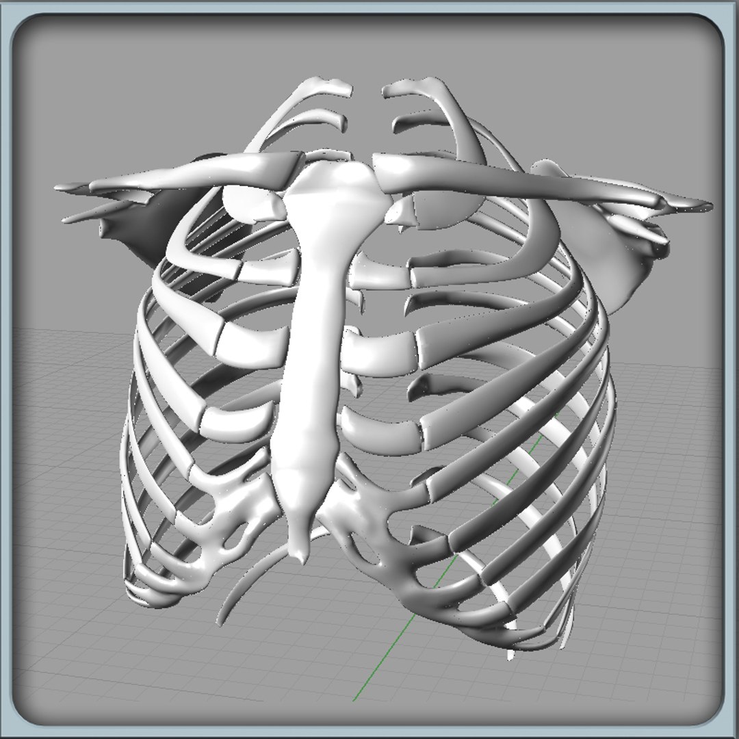 3dm Igs Ribcage