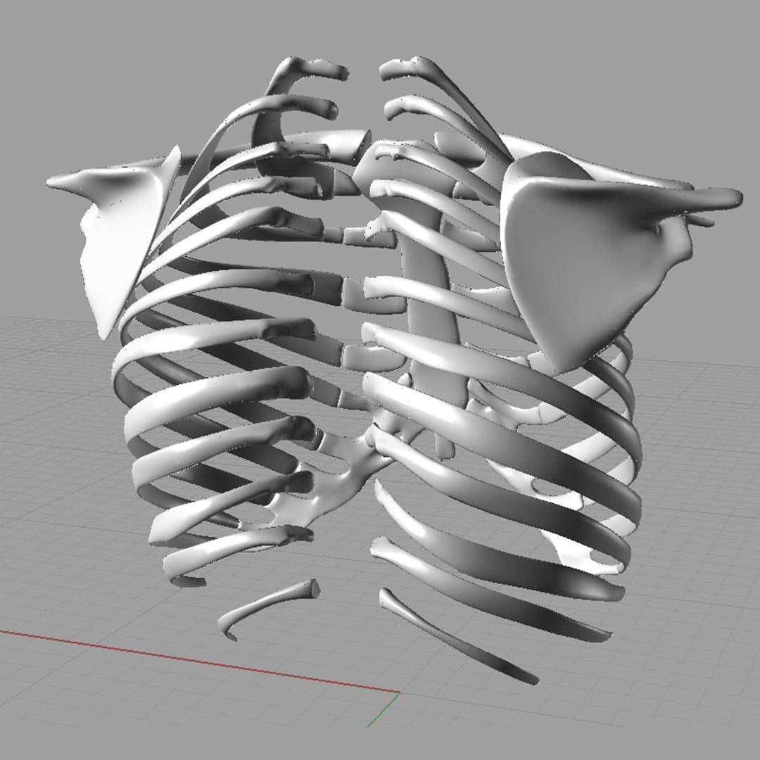 3dm Igs Ribcage