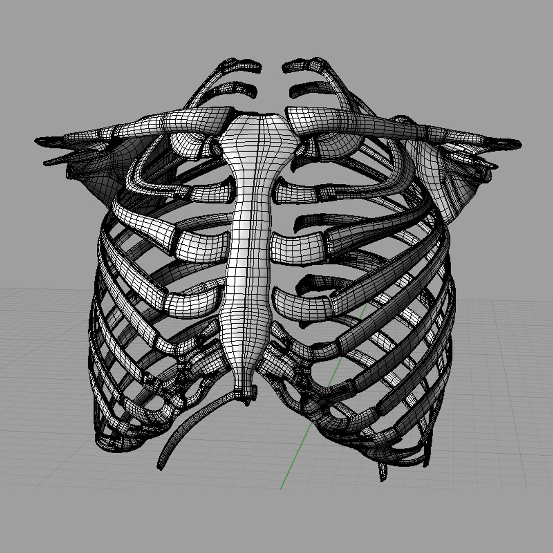 3dm Igs Ribcage