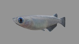 Anchovy 3D Models for Download | TurboSquid