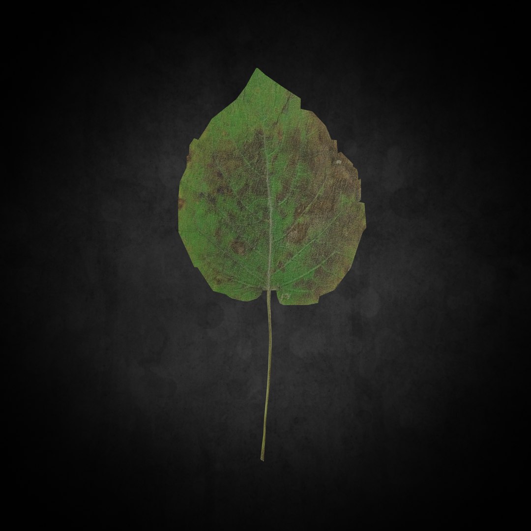 3D Low Poly Leaf 060 Model - TurboSquid 1852439