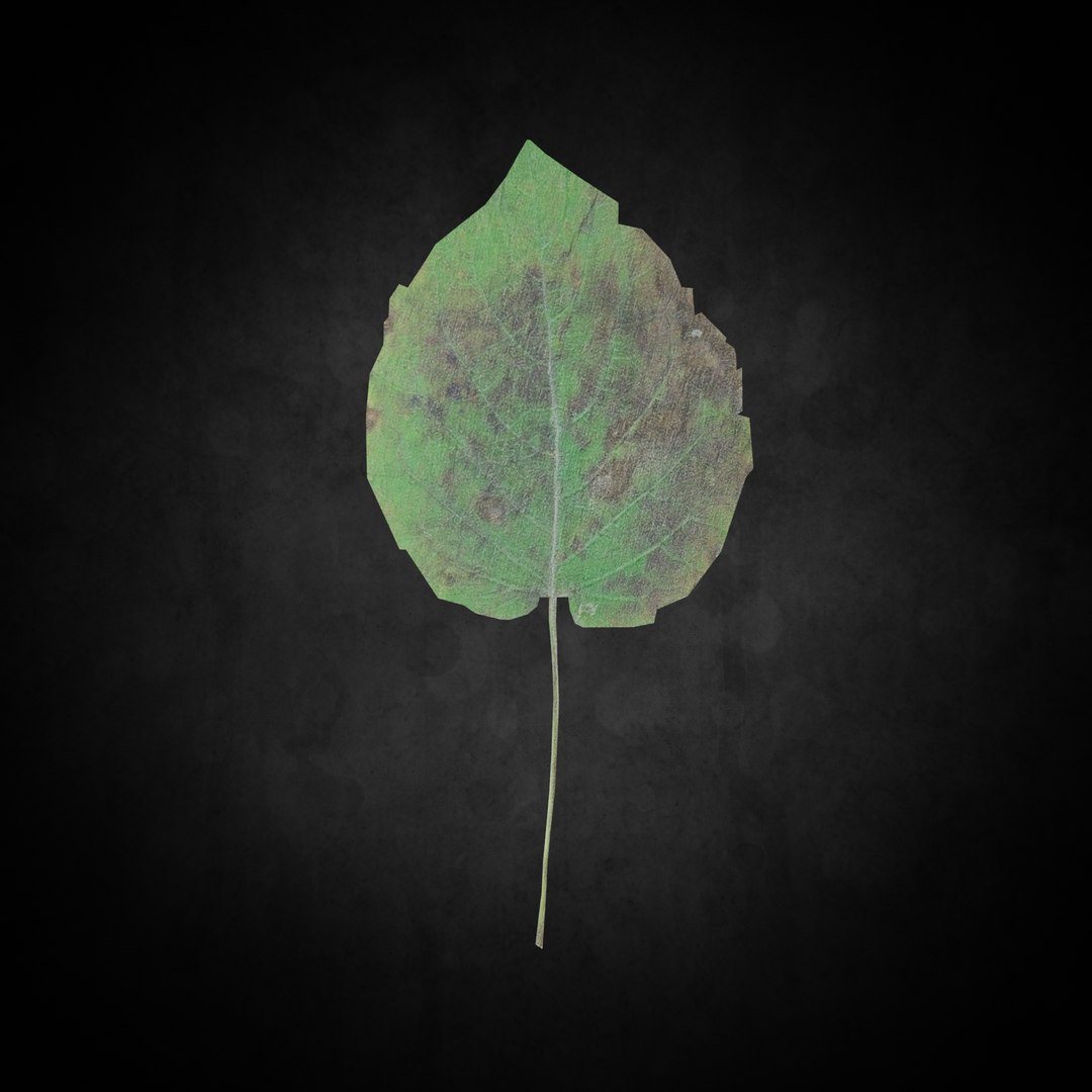 3D Low Poly Leaf 060 Model - TurboSquid 1852439
