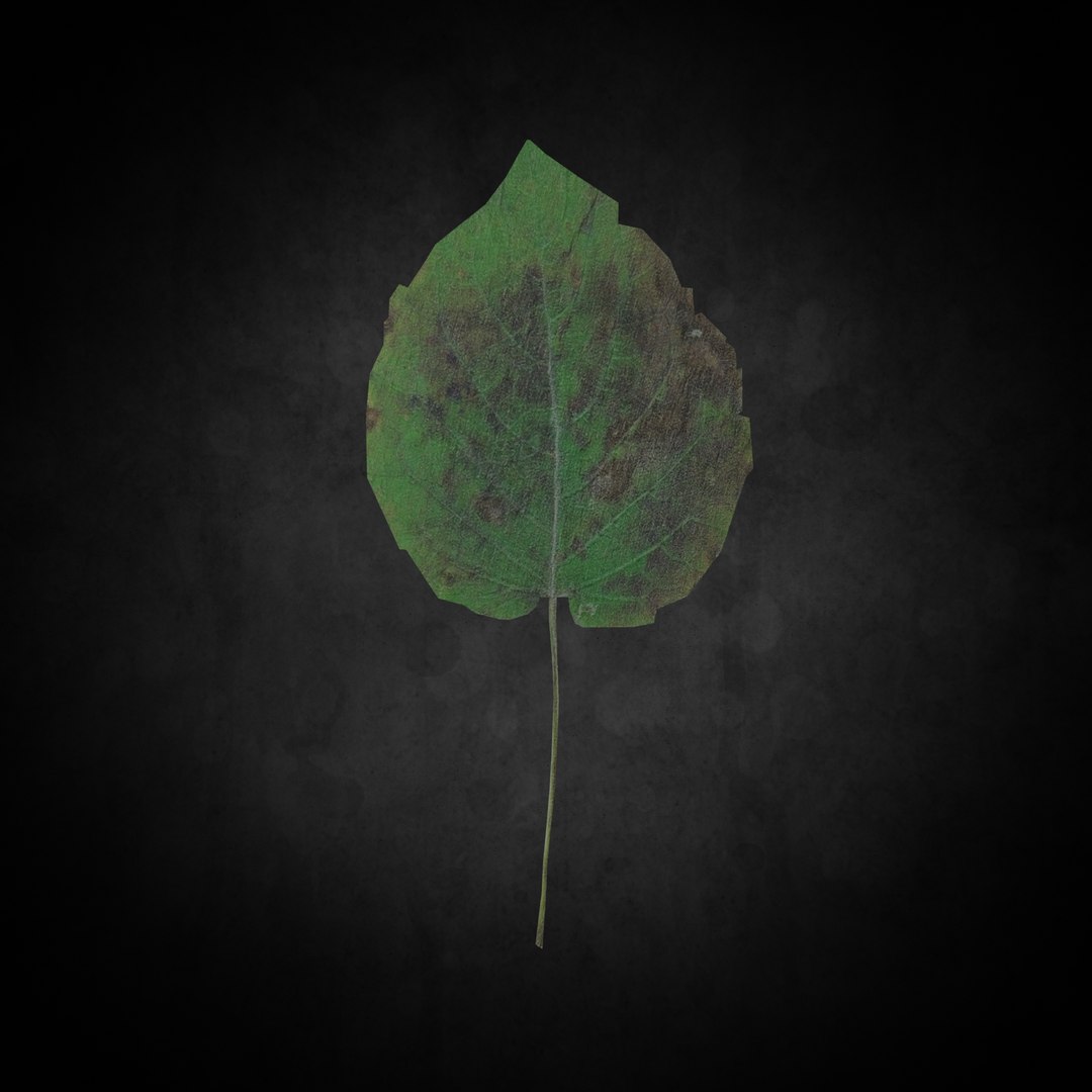 3D Low Poly Leaf 060 Model - TurboSquid 1852439