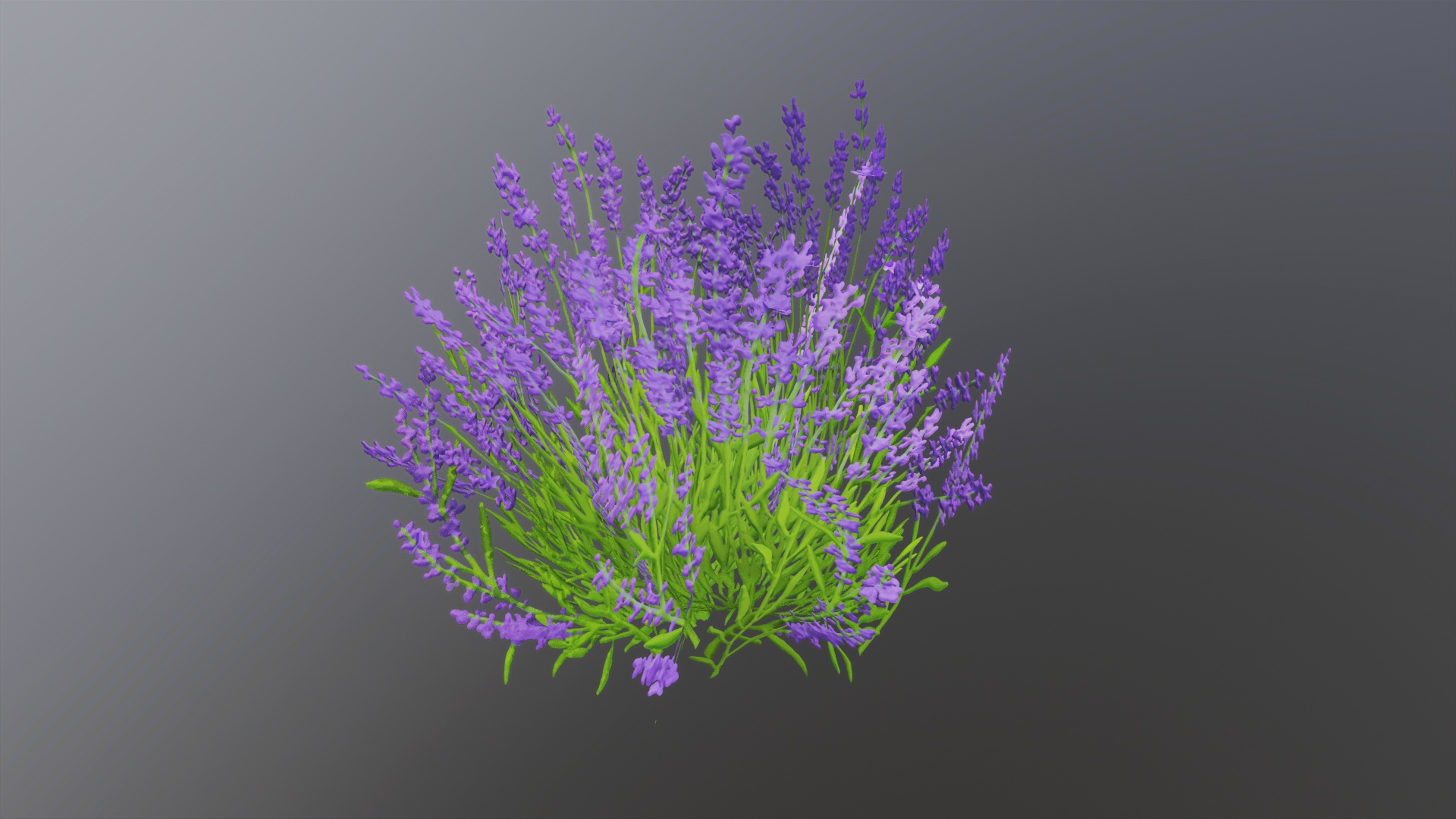 3D Model Lavender Bush - TurboSquid 2190169