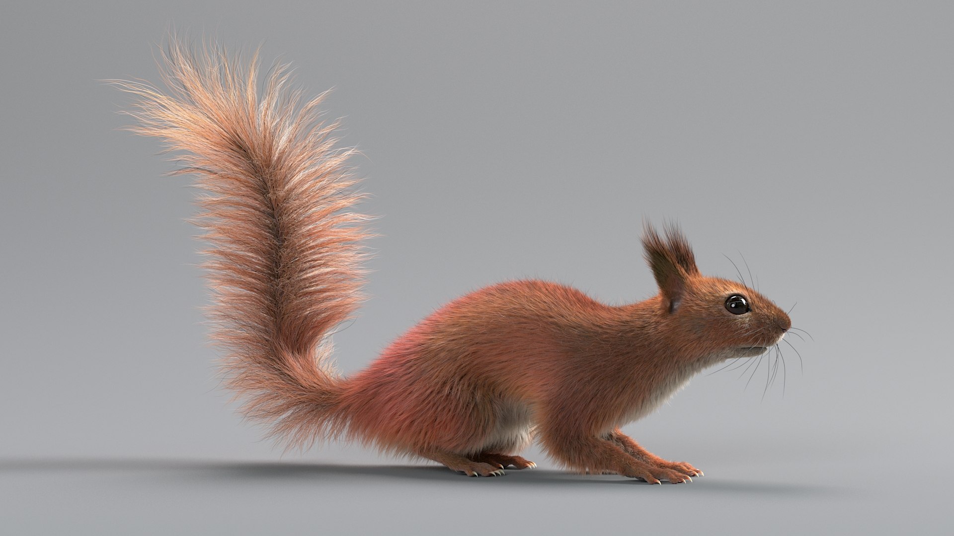 3D Squirrel Rigged Xgen - TurboSquid 2362824