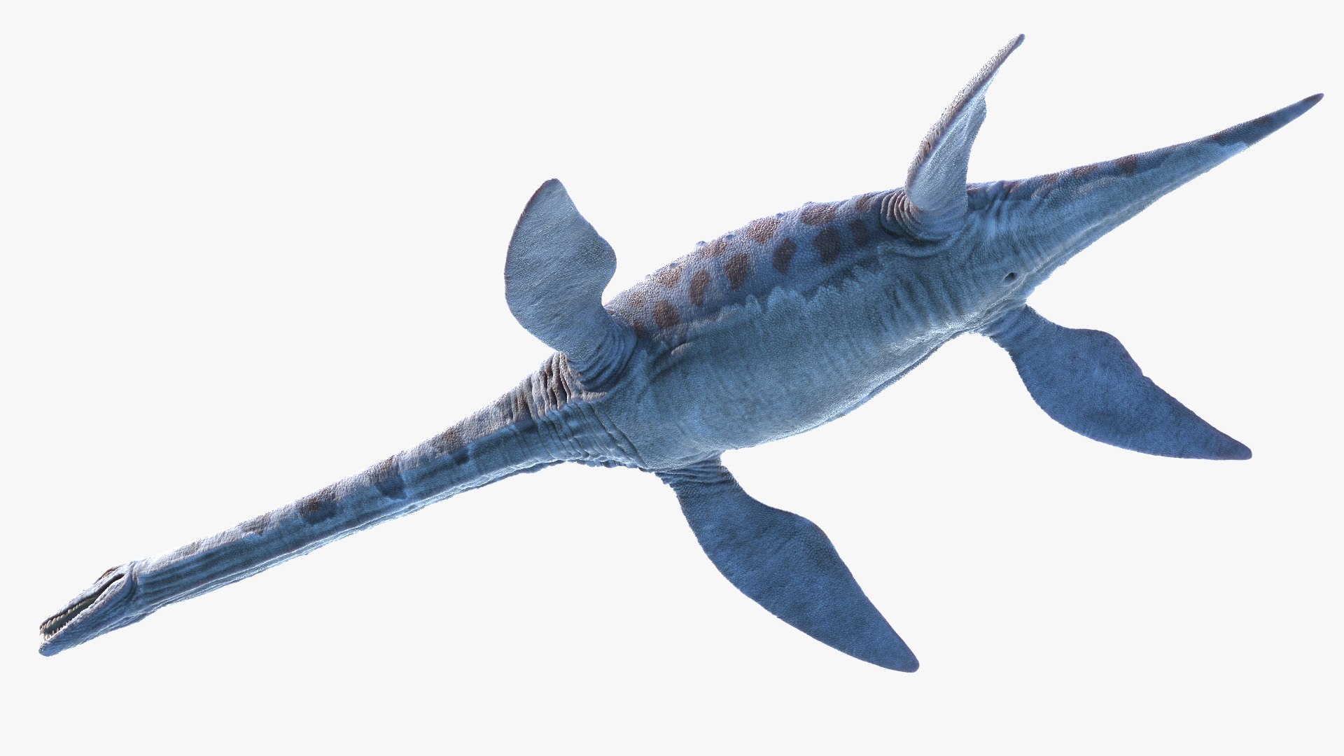 Attenborosaurus Static 3D model - TurboSquid 1917911