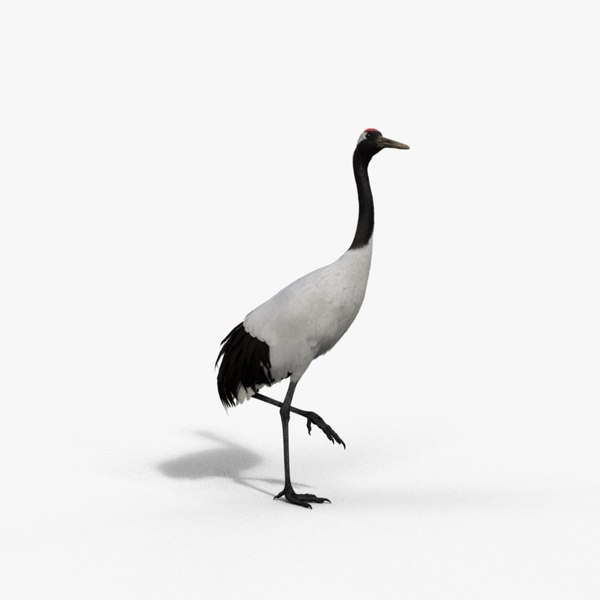 3D модель Red-Crowned Crane Animation - TurboSquid 2057091