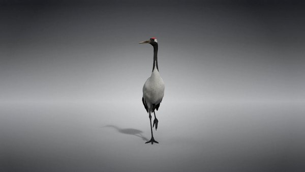 Red-Crowned Crane Animation 3D 모델 - TurboSquid 2057091