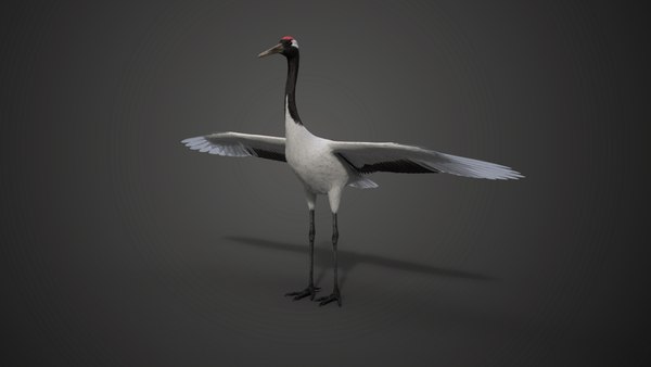 modelo 3d Red-Crowned Crane Animation - TurboSquid 2057091