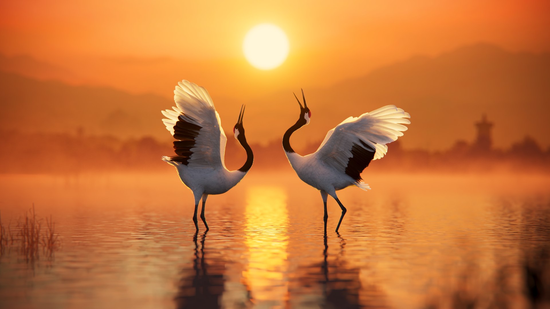 3D model Red-Crowned Crane Animation - TurboSquid 2057091