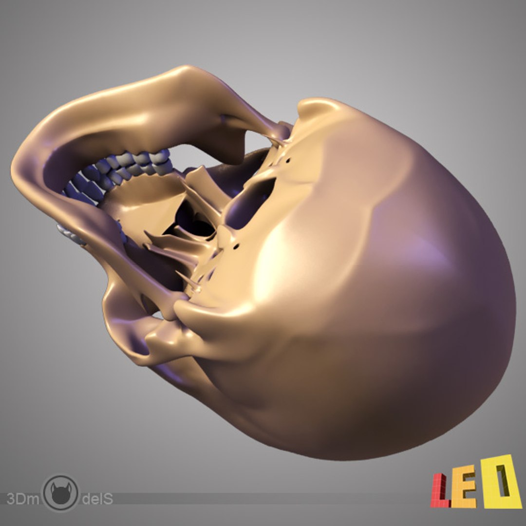 Human Skull 3d Model