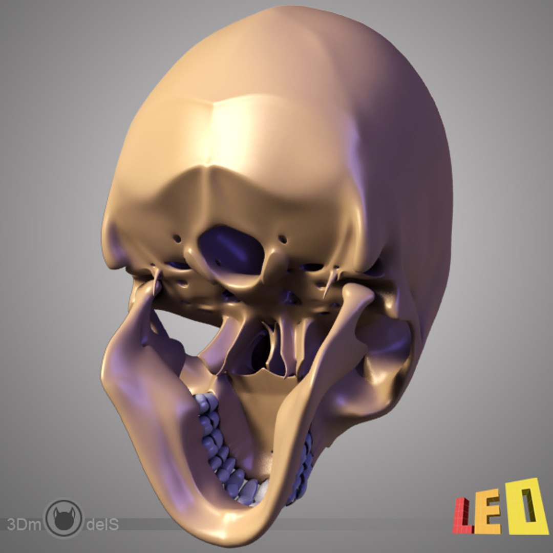 Human Skull 3d Model