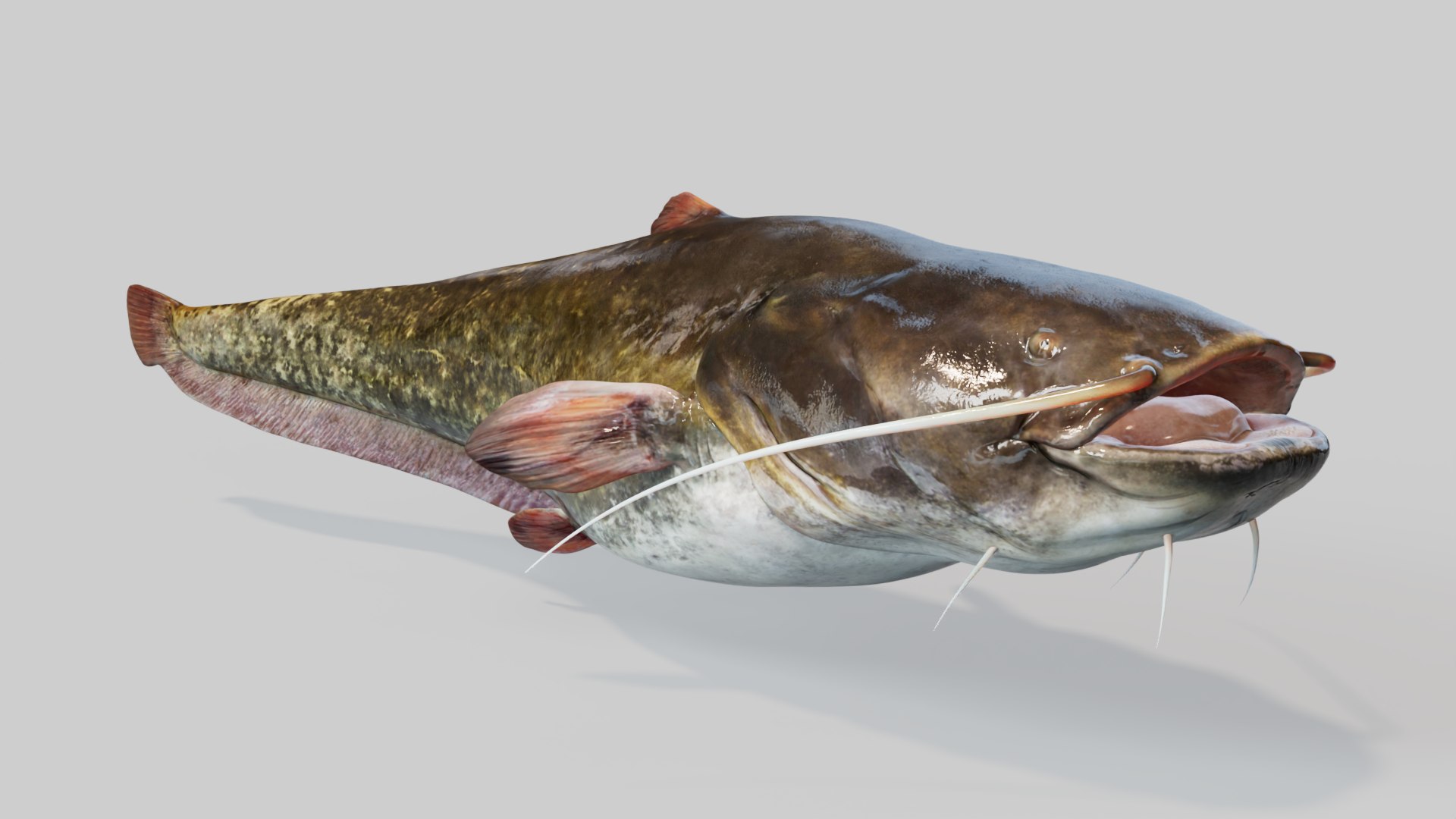 3D Model Catfish Animated - TurboSquid 2388472