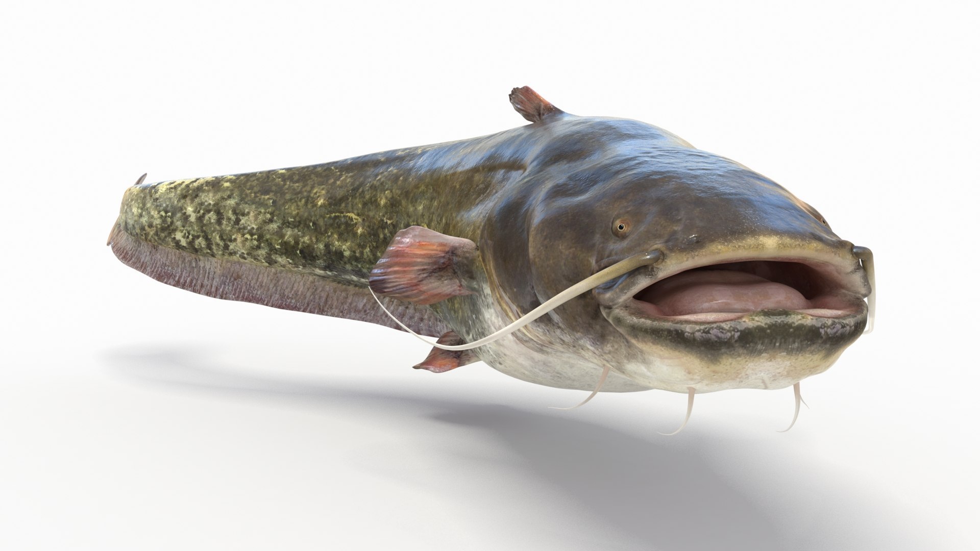 3D Model Catfish Animated - TurboSquid 2388472