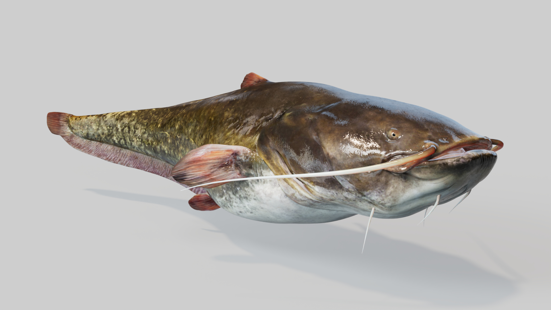 3D Model Catfish Animated - TurboSquid 2388472