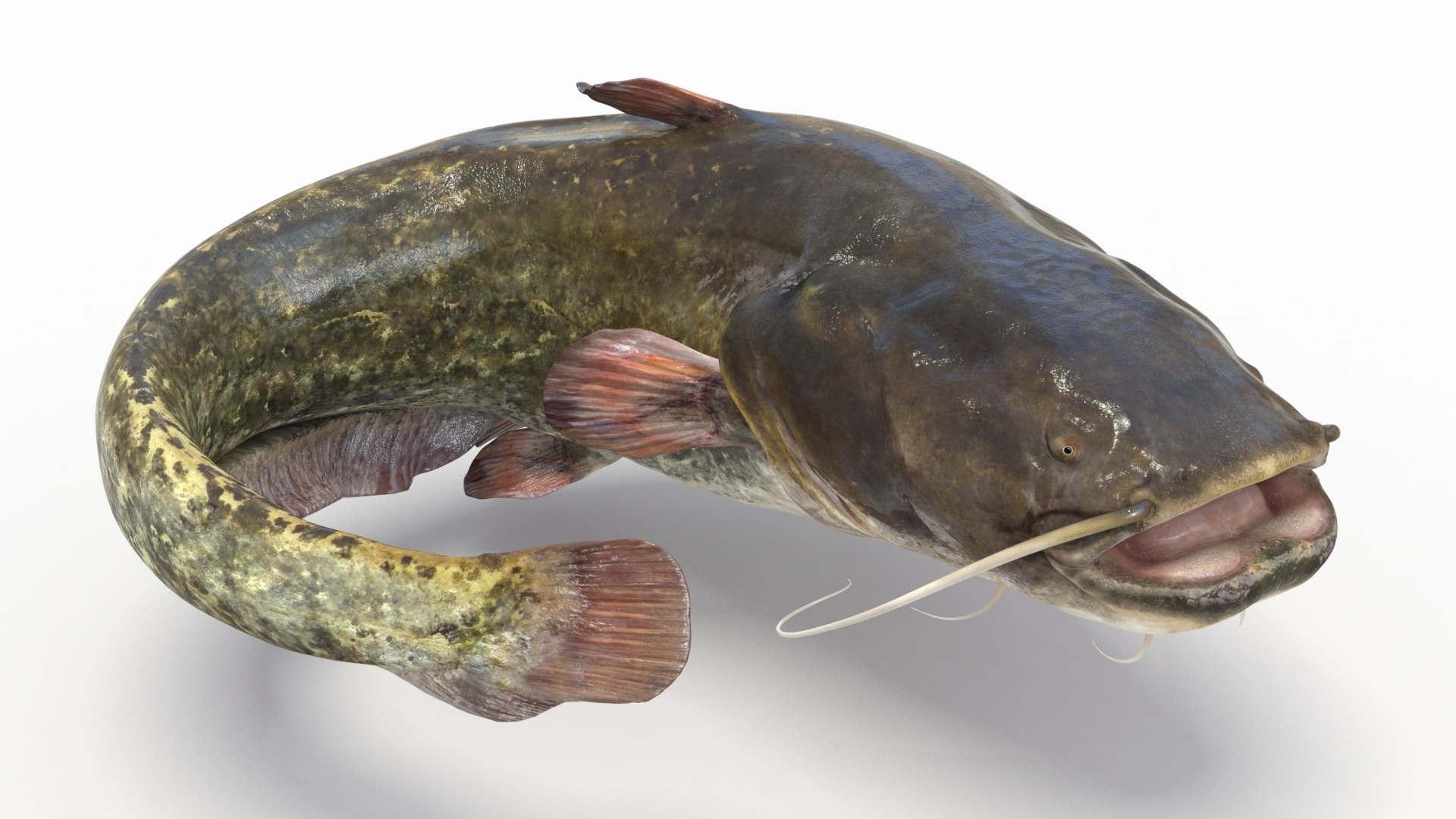 3D Model Catfish Animated - TurboSquid 2388472