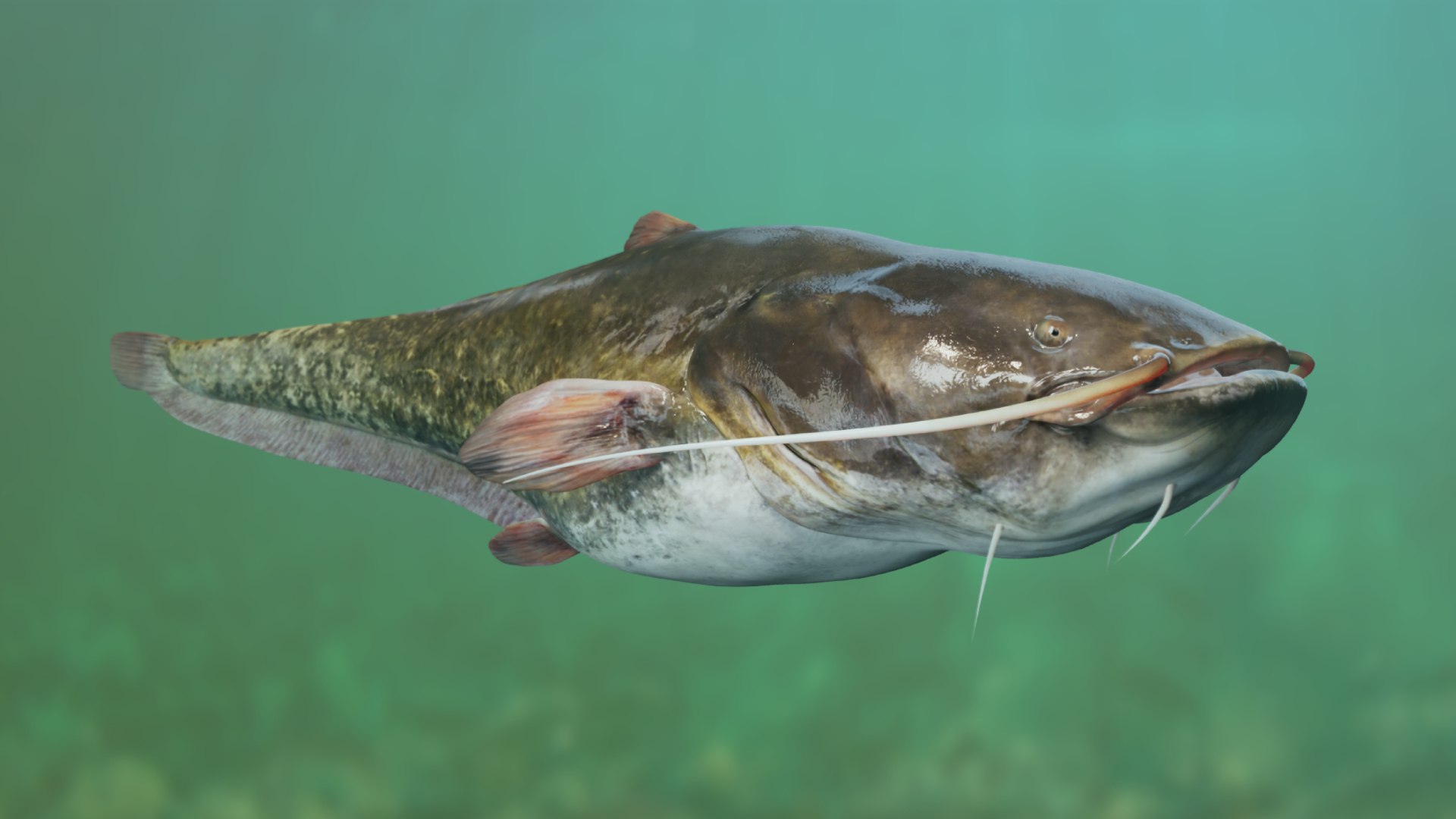3D Model Catfish Animated - TurboSquid 2388472