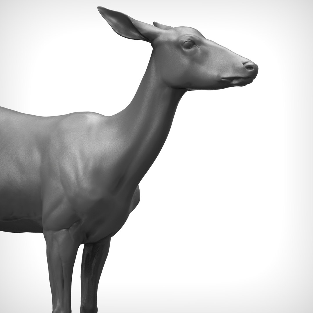 3D Deer Realistic Model - TurboSquid 1208106