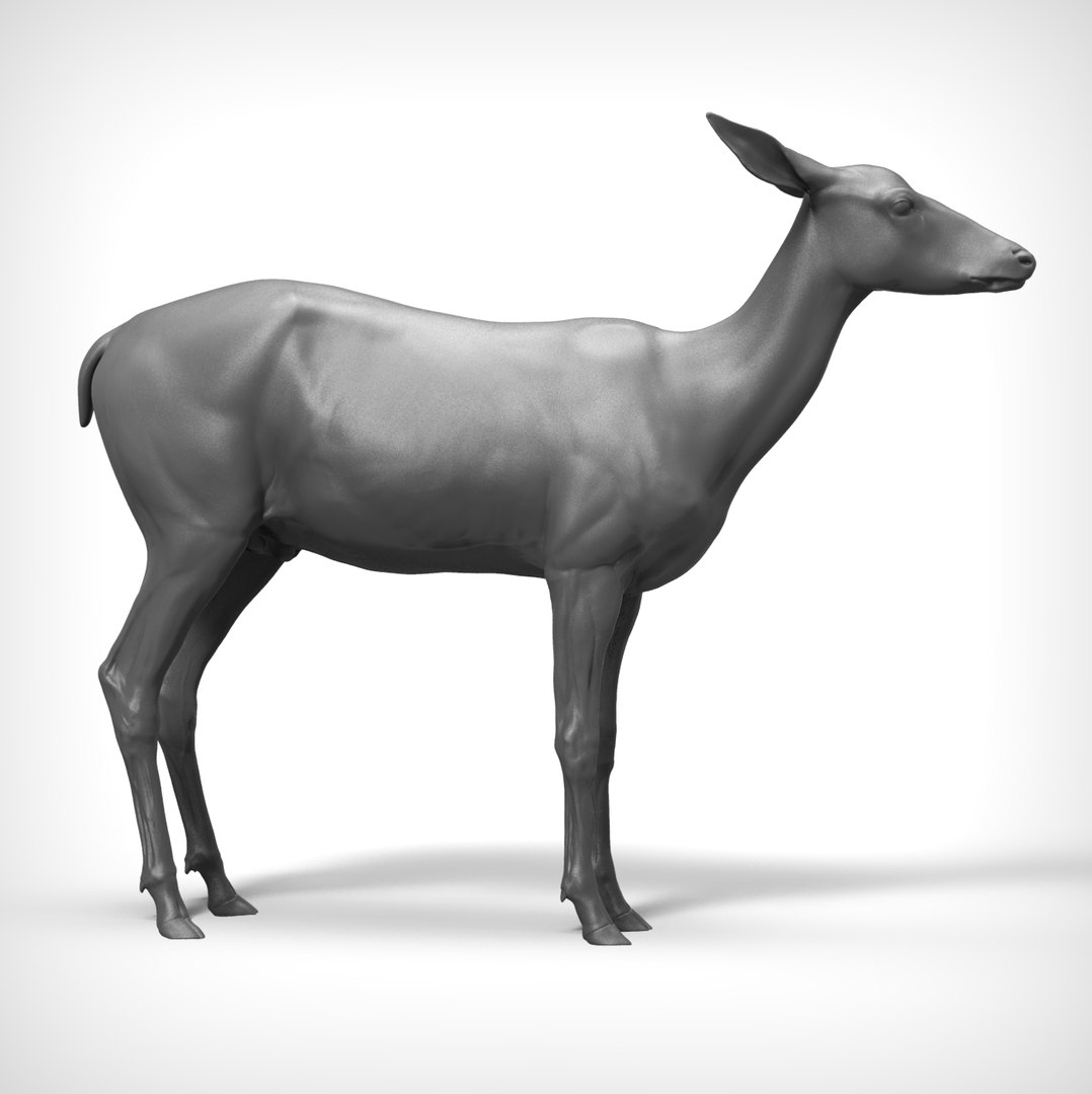 3D Deer Realistic Model - TurboSquid 1208106