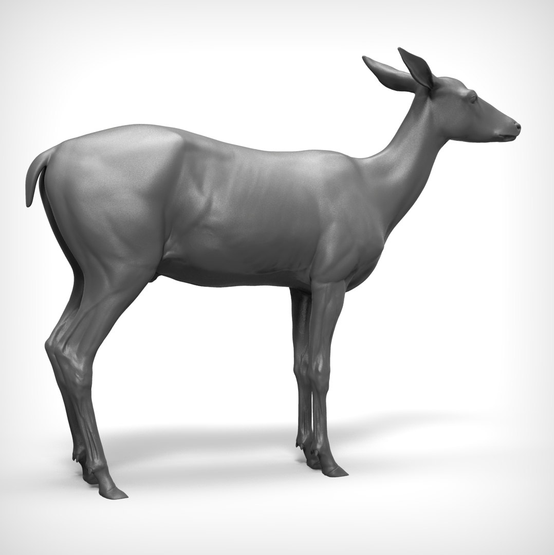 3D Deer Realistic Model - TurboSquid 1208106