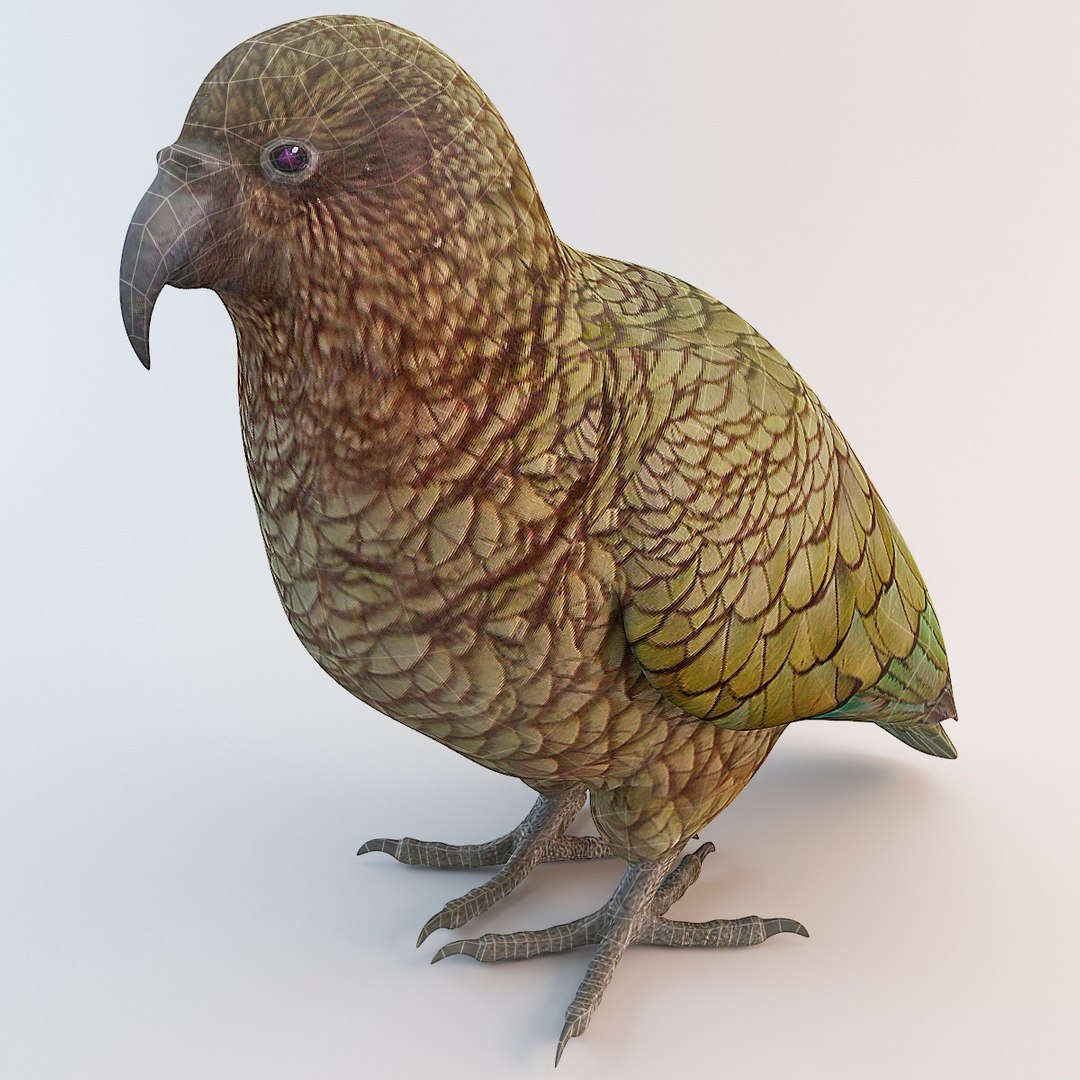 3ds max kea parrot bird