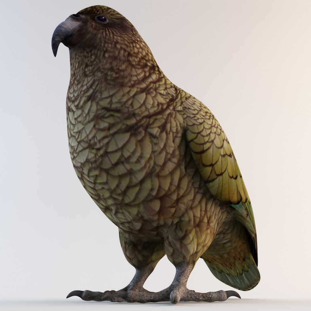 3ds max kea parrot bird