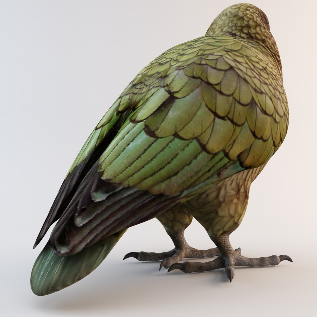 3ds max kea parrot bird