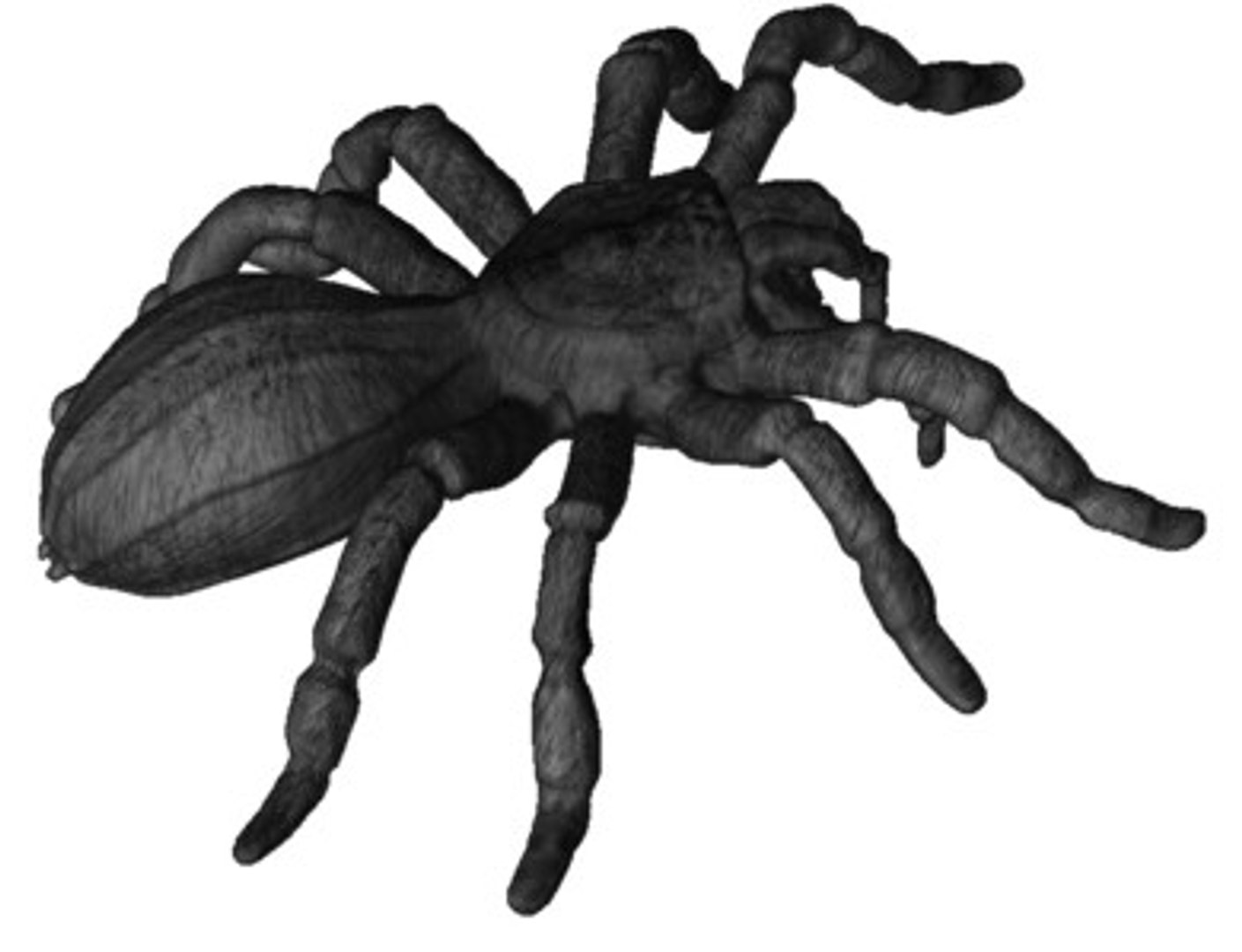 Spider Tarantula 3d Model