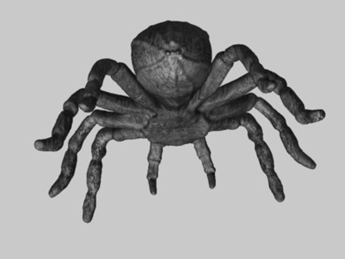 Spider Tarantula 3d Model