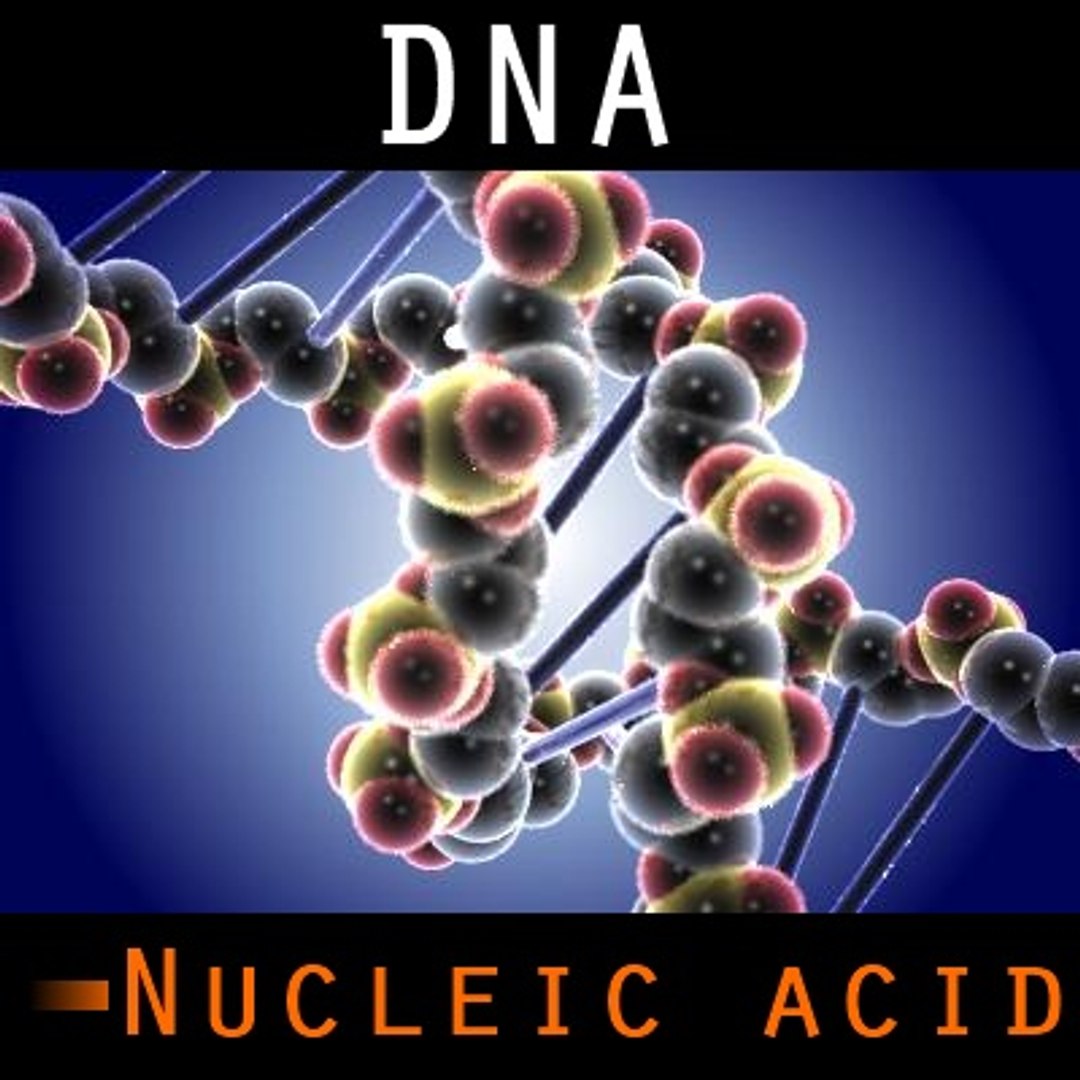 Dna Organisms Cells 3d Model