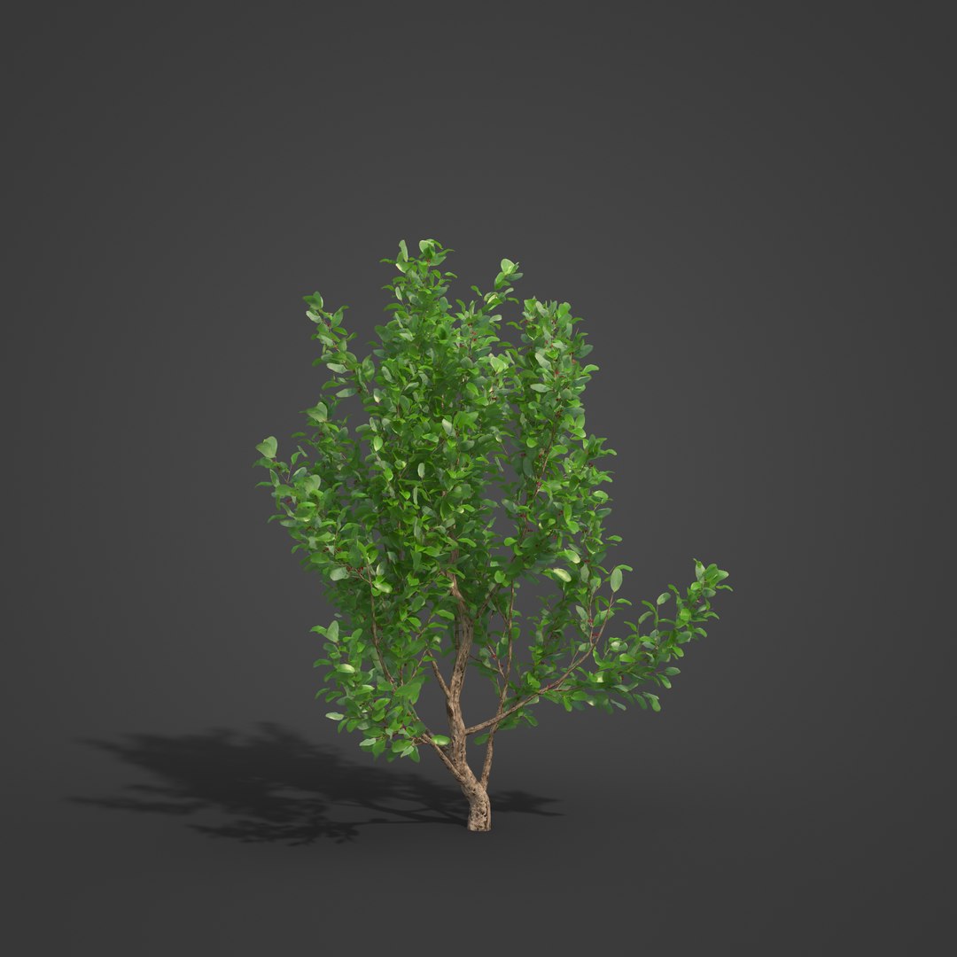 2021 PBR African Boxwood Collection - Myrsine Africana 3D Model ...
