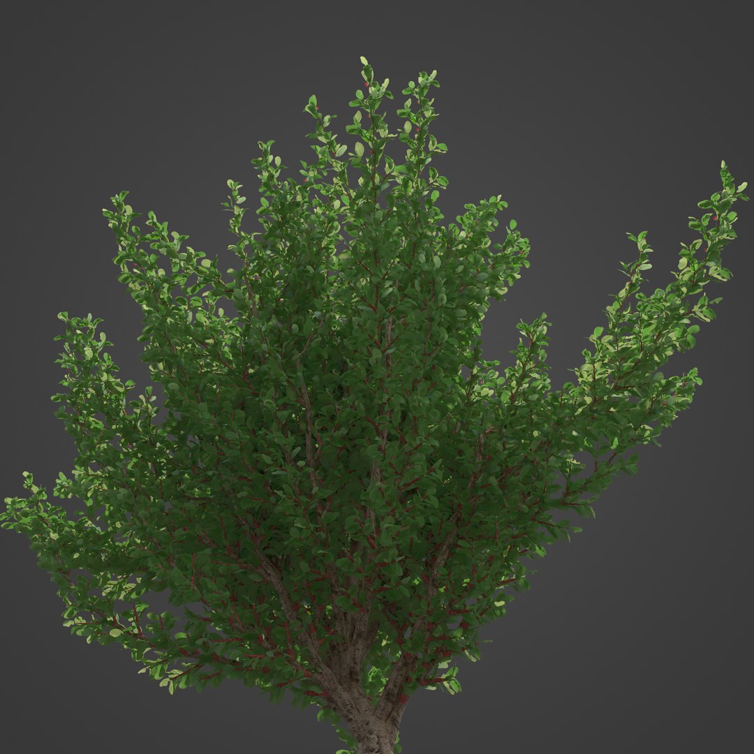 2021 PBR African Boxwood Collection - Myrsine Africana 3D Model ...