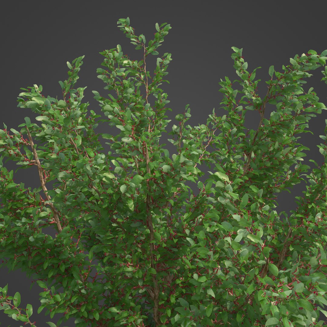 2021 PBR African Boxwood Collection - Myrsine Africana 3D Model ...