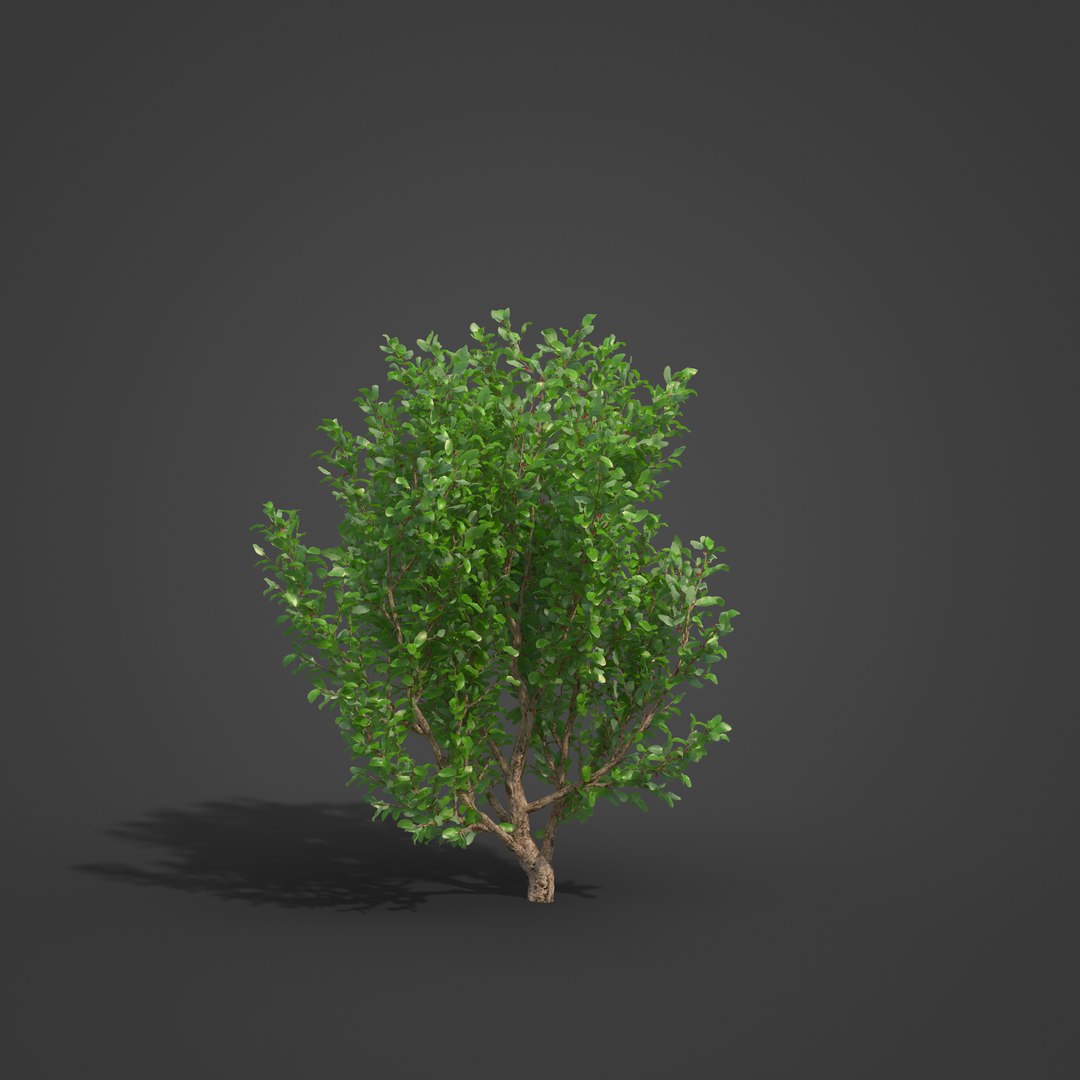 2021 PBR African Boxwood Collection - Myrsine Africana 3D Model ...