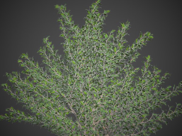 2021 PBR African Boxwood Collection - Myrsine Africana 3D model ...