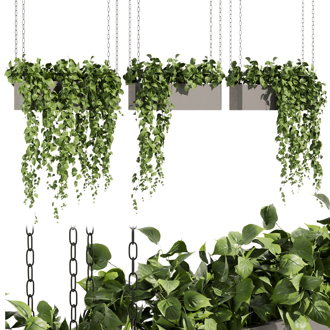 3D Collection Plant Vol 469 - Ampelous - Hanging - Pothos - 3dsmax ...