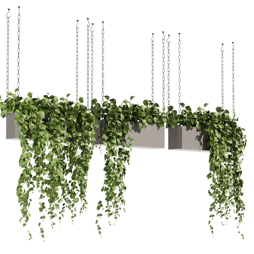 3D Collection Plant Vol 469 - Ampelous - Hanging - Pothos - 3dsmax ...