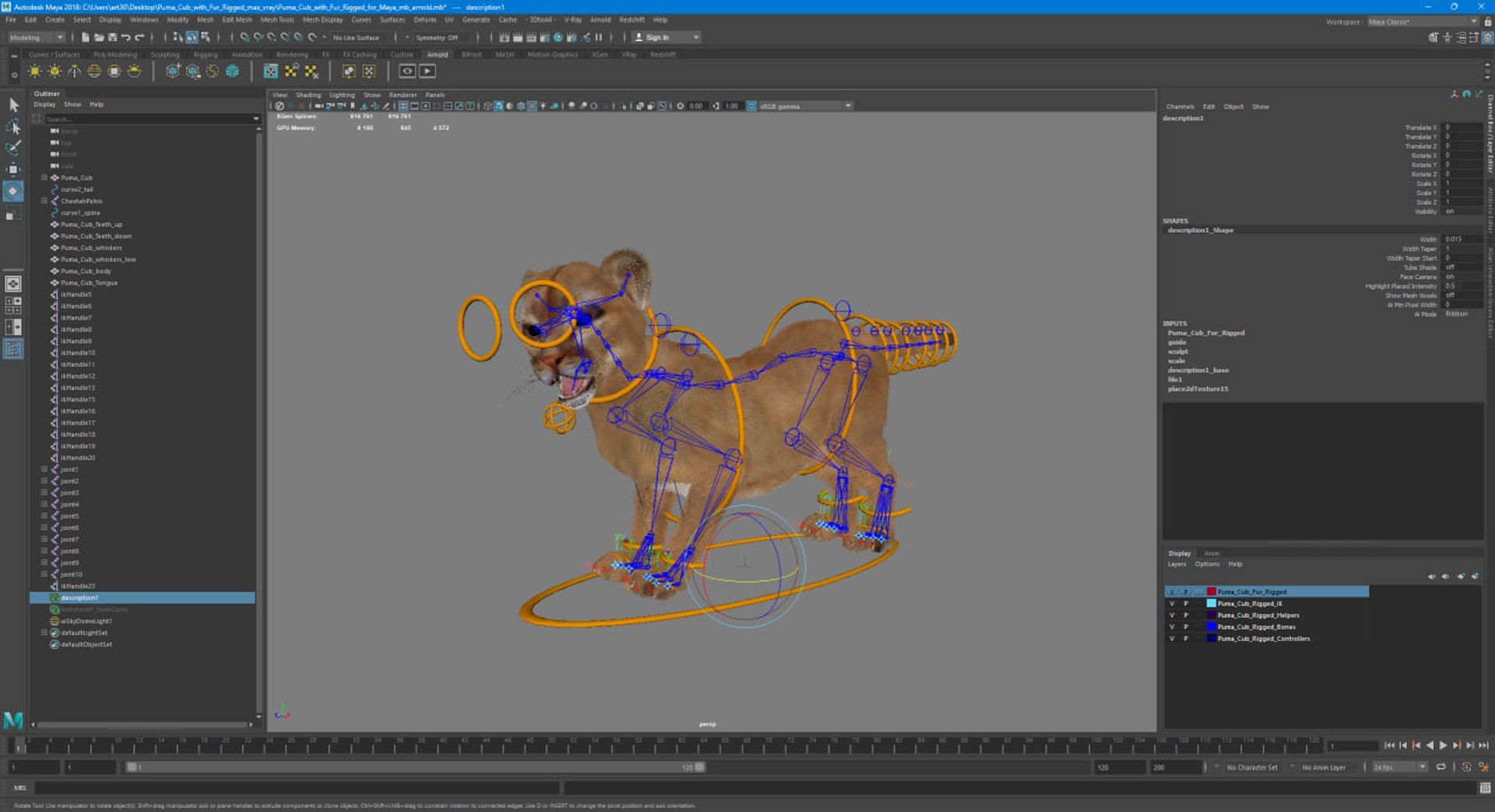 3D Model Puma Cub With Fur For Maya Rigged - TurboSquid 2407475