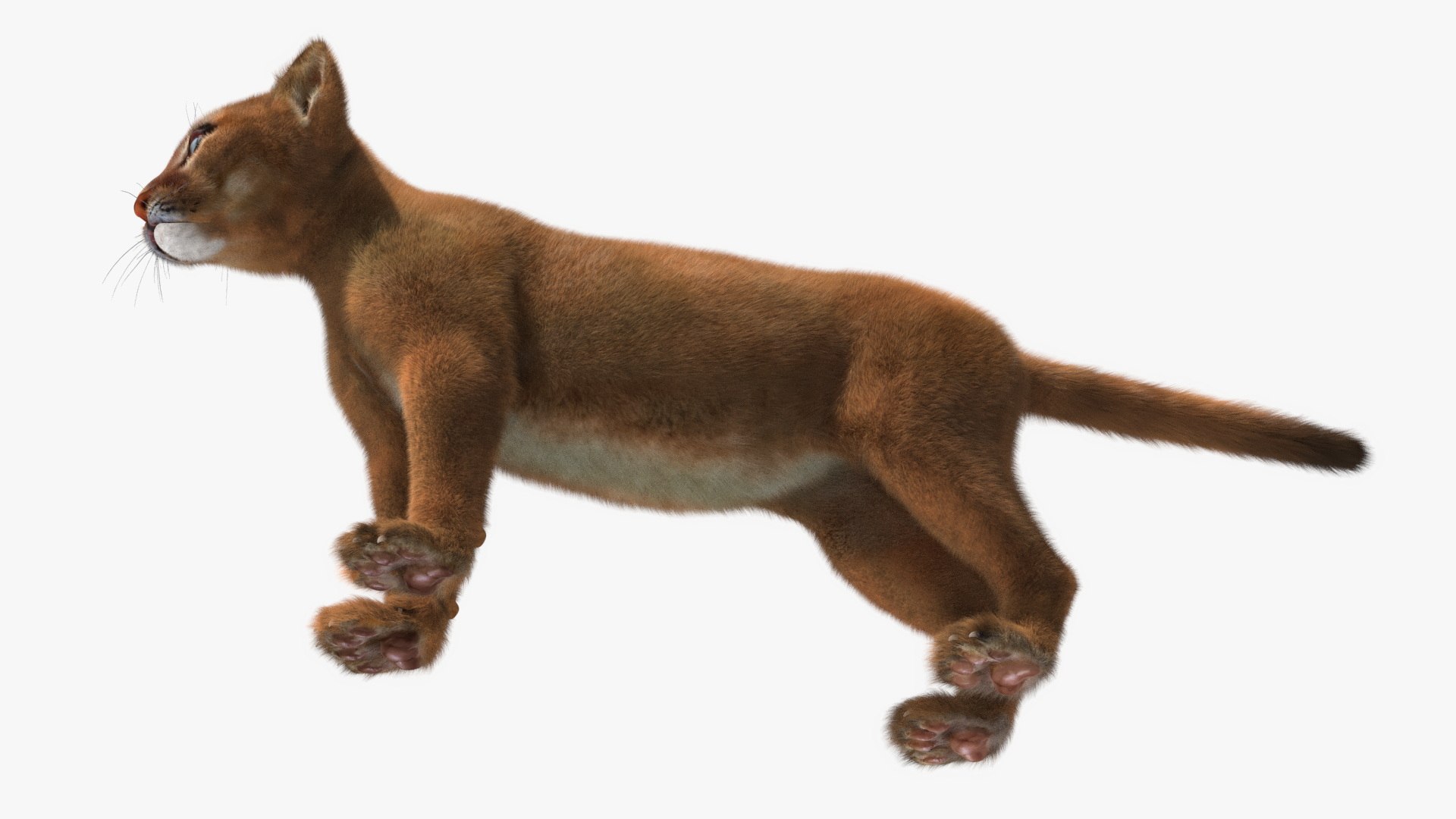 3D Model Puma Cub With Fur For Maya Rigged - TurboSquid 2407475