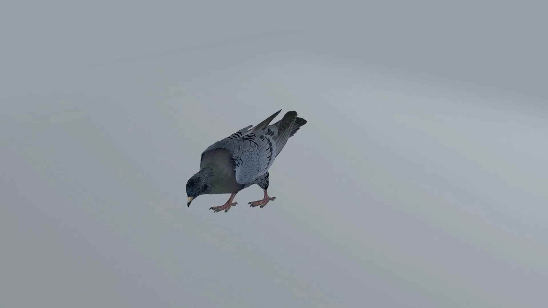 3D Pigeon Animated Model - TurboSquid 1916352