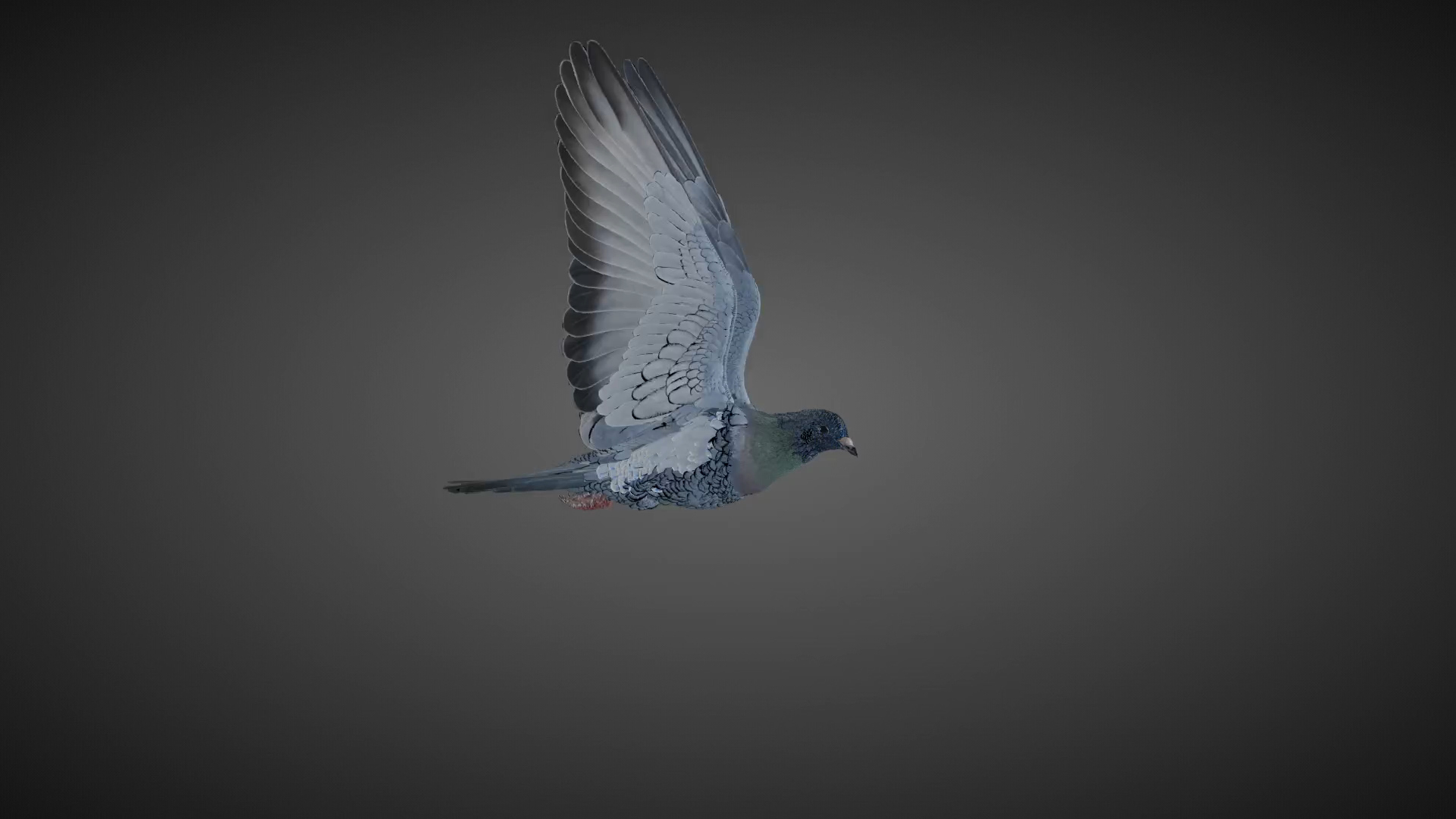 3D Pigeon Animated Model - TurboSquid 1916352