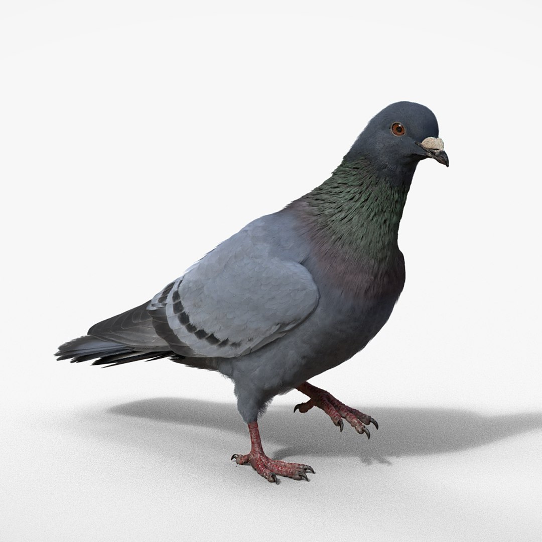 3D Pigeon Animated model - TurboSquid 1916352